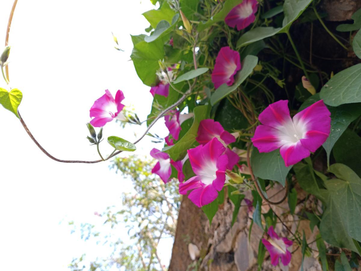 Get used to seeing ordinary colors, try changing to morning glory ...