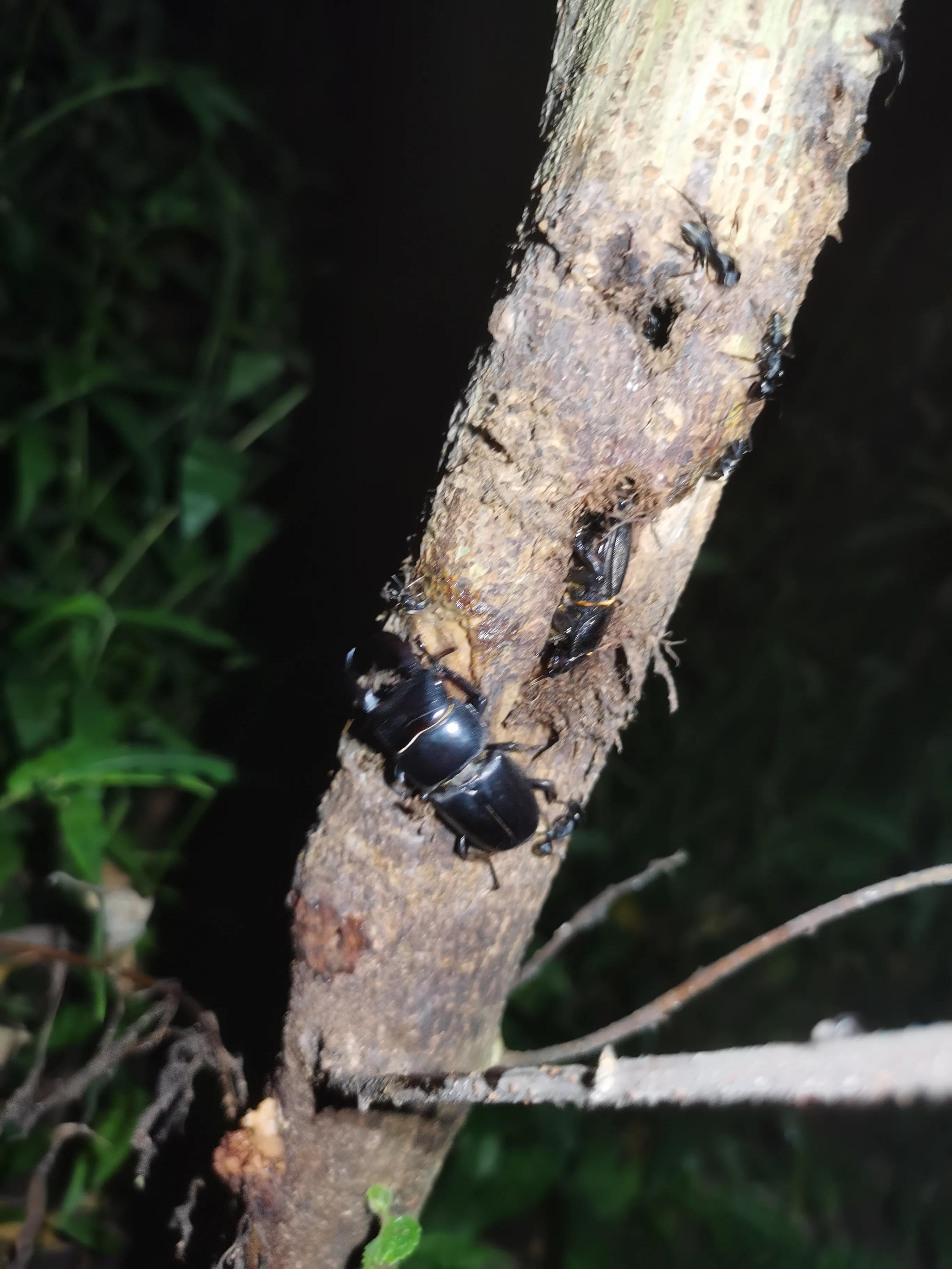 The pinch beetle when I was a child (2) Stag beetle - iMedia