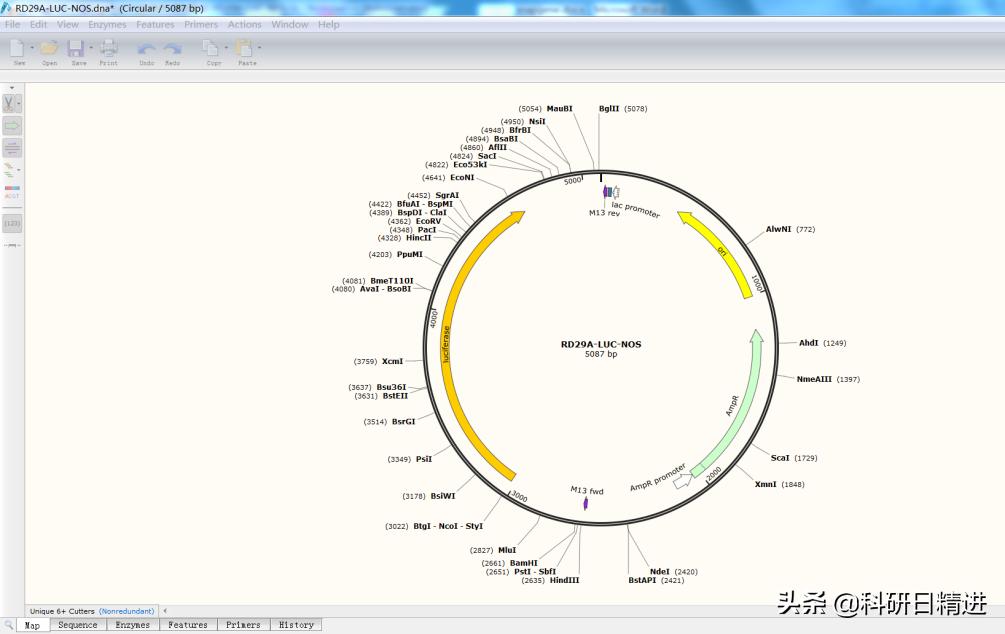 Use Snapgene for vector sequence analysis - iMedia