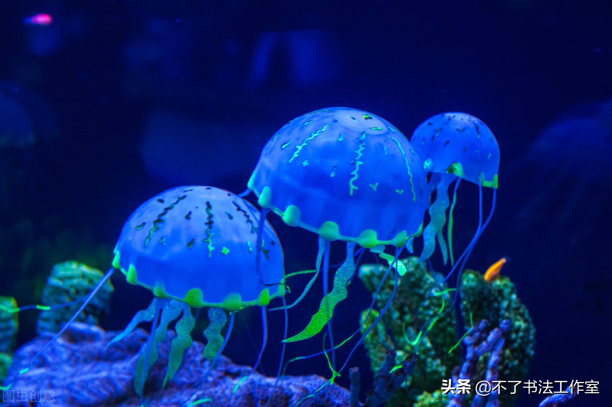 "Lighthouse Jellyfish": Don't Fall to Life or Death (Prose·Fei Xuewen ...
