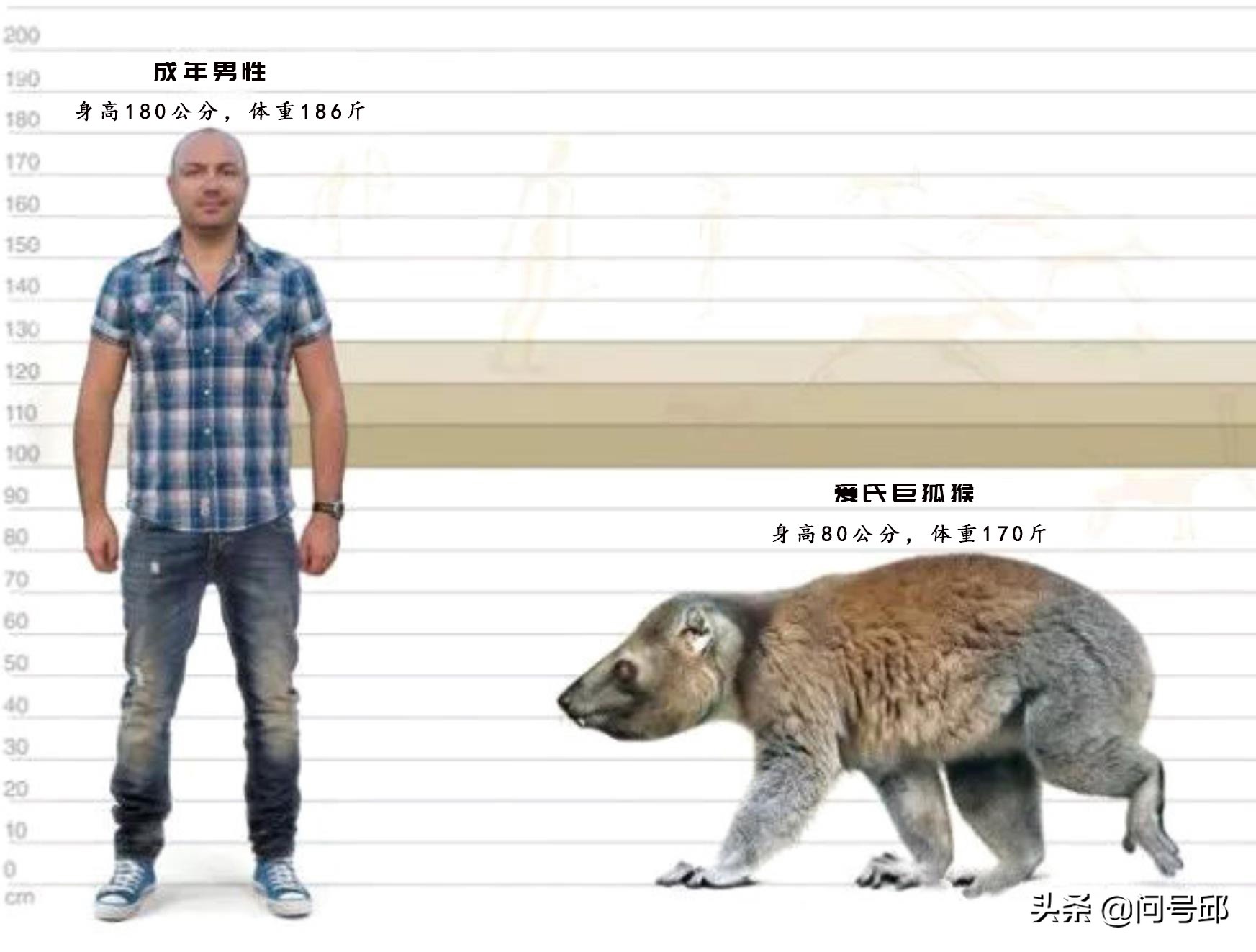 This extinct giant lemur that feeds on leaves is about the same weight ...