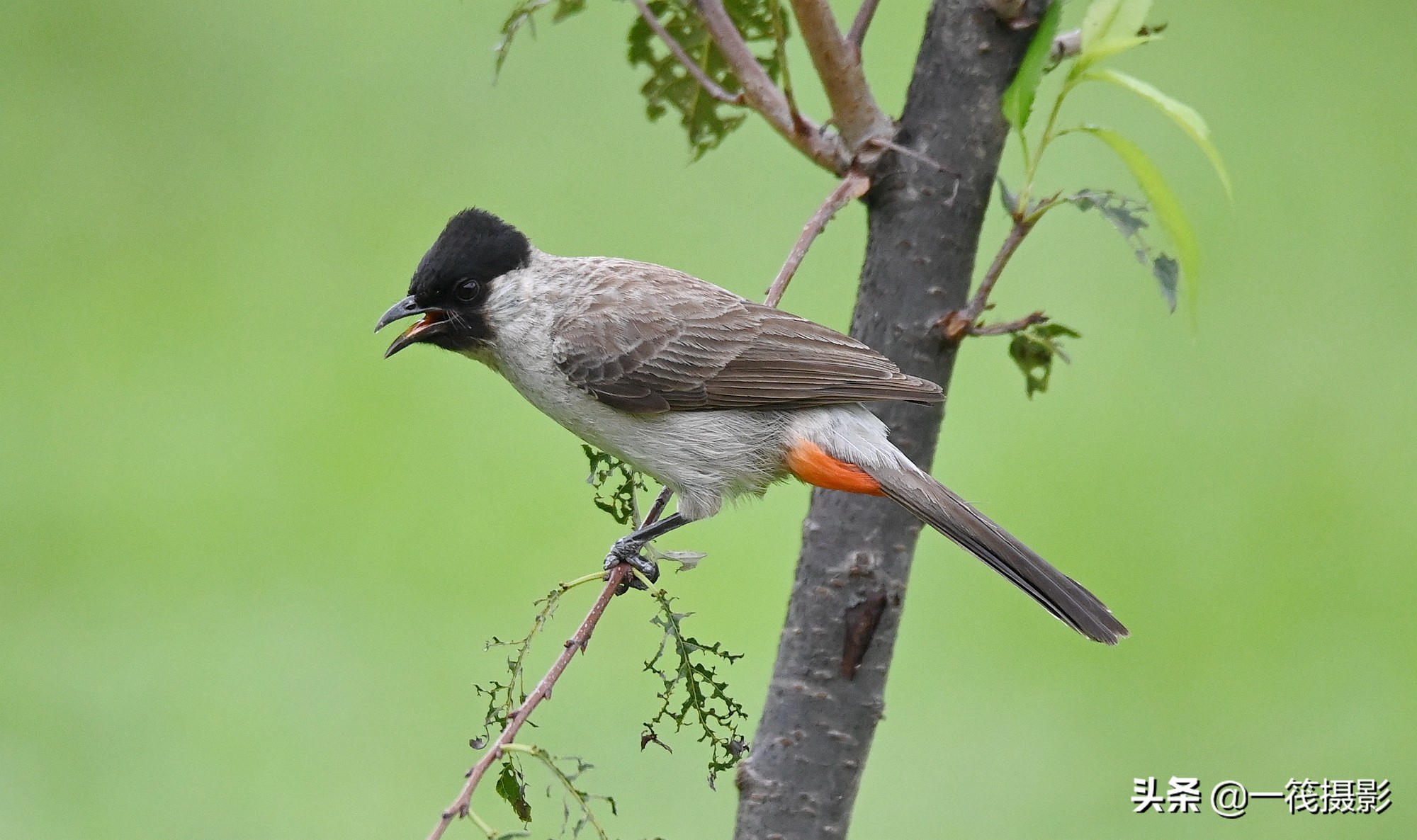 White-throated Red-rumped Bulbul in the morning - iMedia