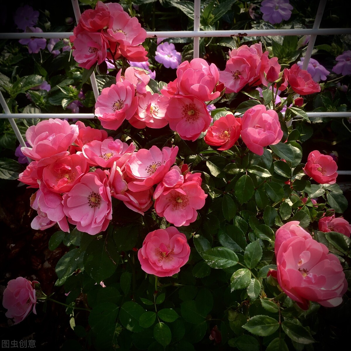 Seven classifications of rose varieties - iMedia