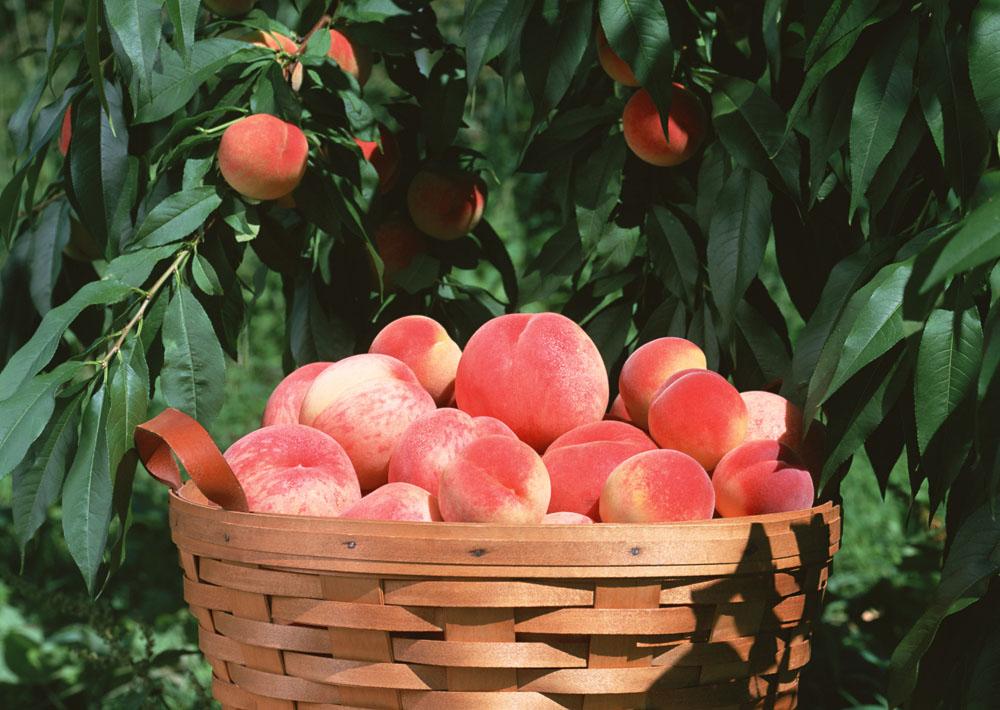 Soft peach or hard peach?Which one do you prefer? - iMedia