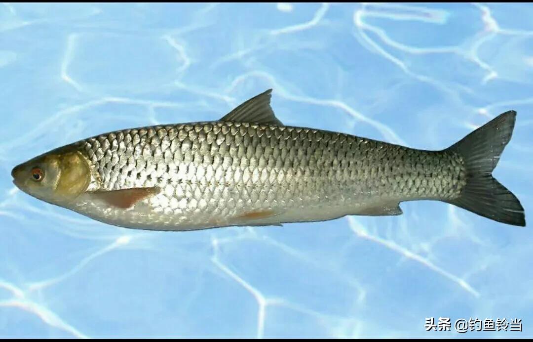 This is the most successful invasive fish. It has dominated Fang Fang ...