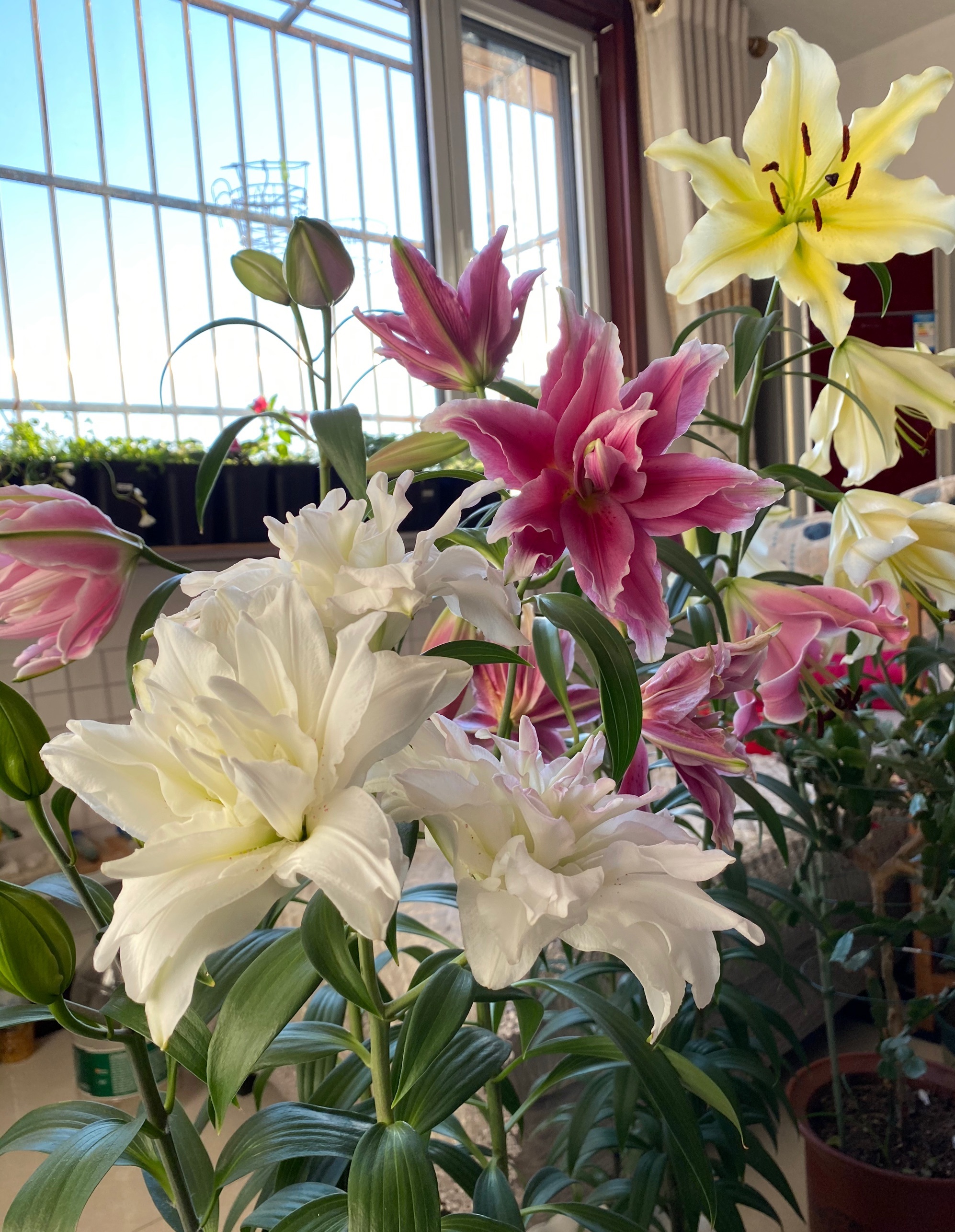 Double-petaled lily "Snowboard"—the flowers are big and beautiful, and ...