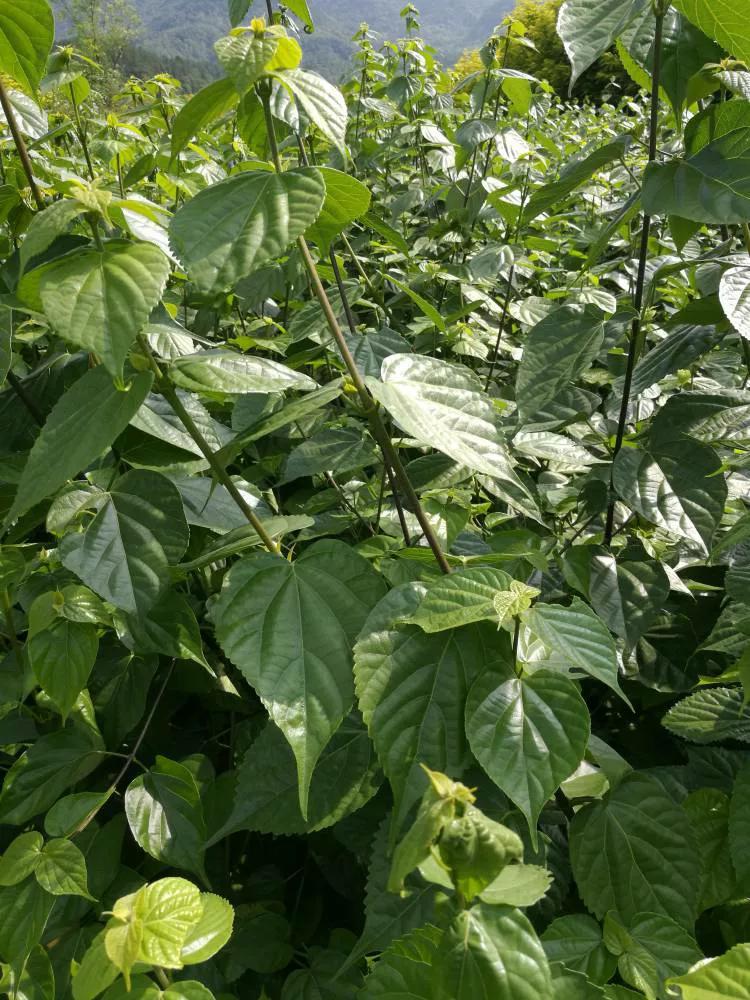 Immortal tofu, mountain food - iMedia