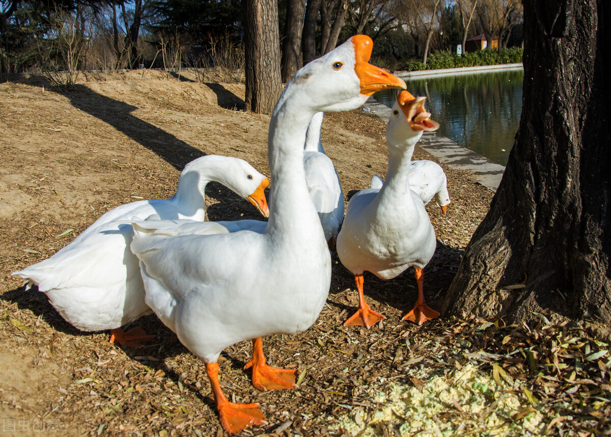 Weasel also has scary animals, and it's hard to escape when ...