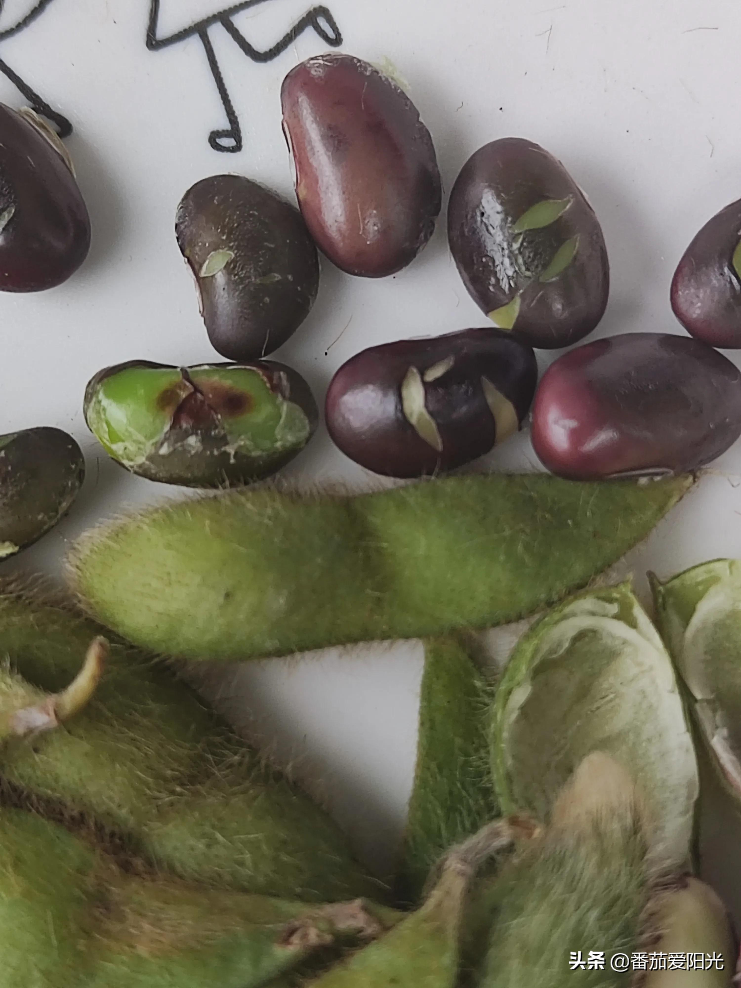 Green core, red skin, does it mean that Acacia red beans grow in the ...