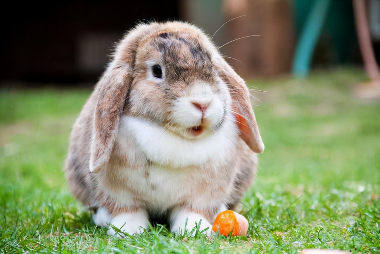 Rabbit knowledge: what to do if the rabbit mouth has ulcers - iMedia