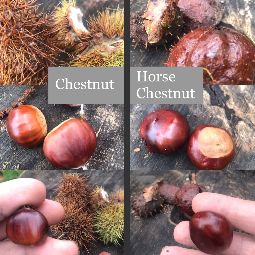 How to pick up chestnuts & hazelnuts in London?This article teaches you ...