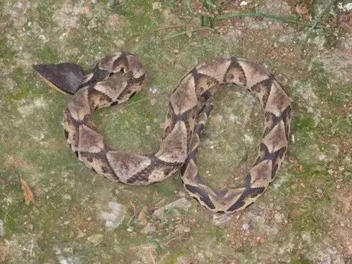 The sharp-nosed viper, the brown Iao snake, the two venomous snakes ...