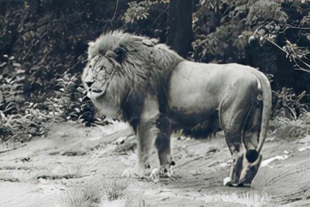 Ten animals that disappeared forever at the end of the 20th century ...