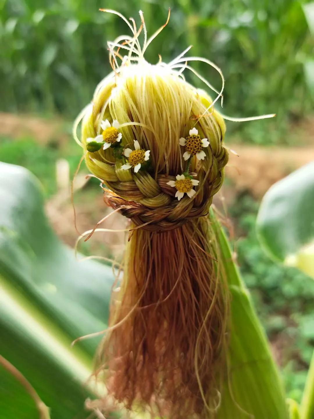 A genius girl playing bad cornfield - iMedia
