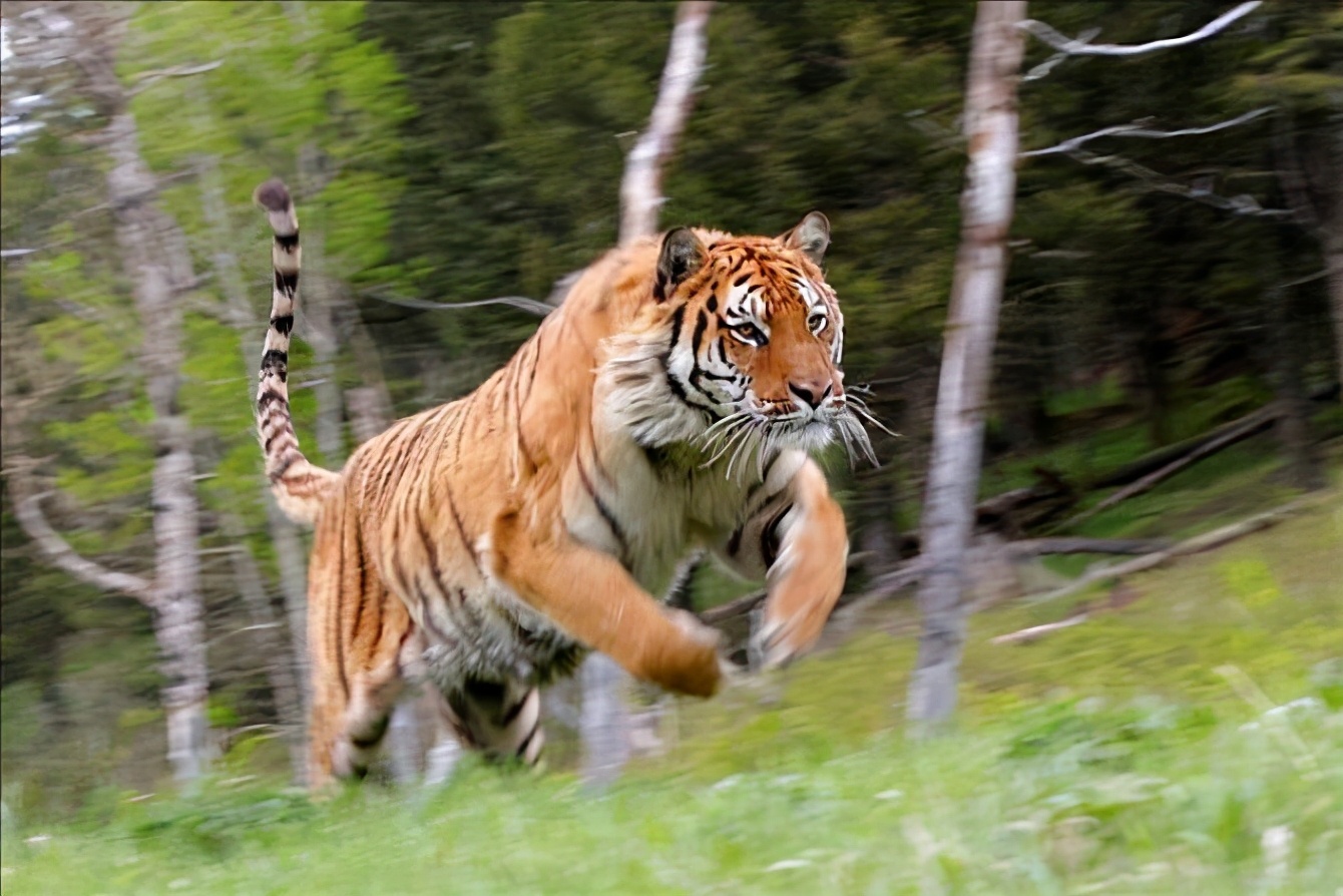 Siberian tiger, the heaviest tiger in the world, king of the jungle ...