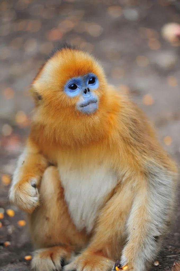 The spirit of nature-golden monkey, beautiful yet elegant - iMedia