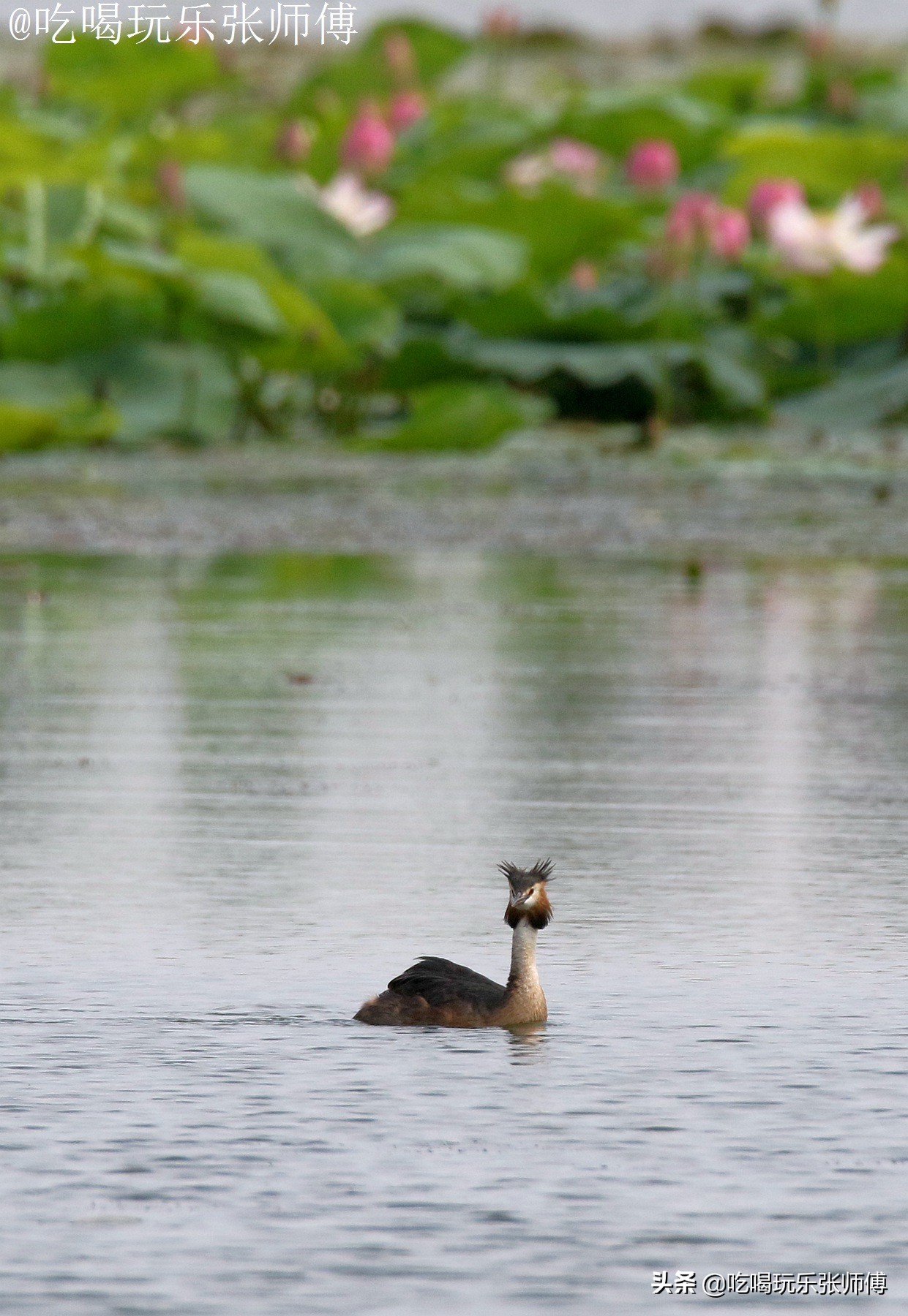 Migratory birds make their homes, and this lotus pond in Harbin has ...