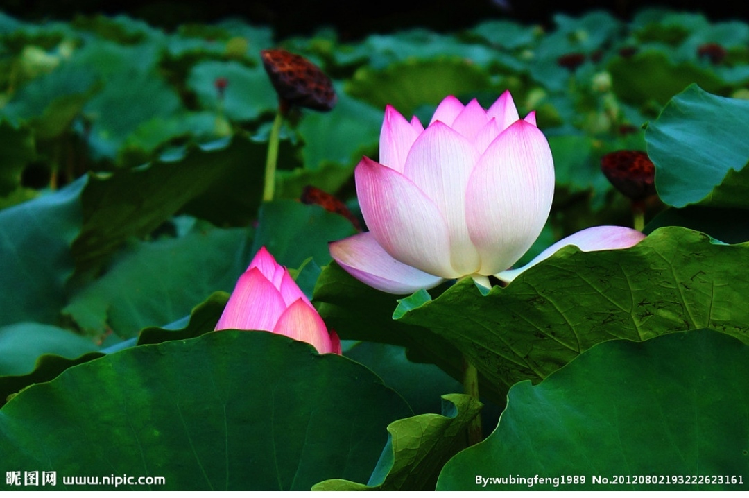 Moshang Qinghou Li Haitang's book donated autumn smoke and Jiang Baishi ...