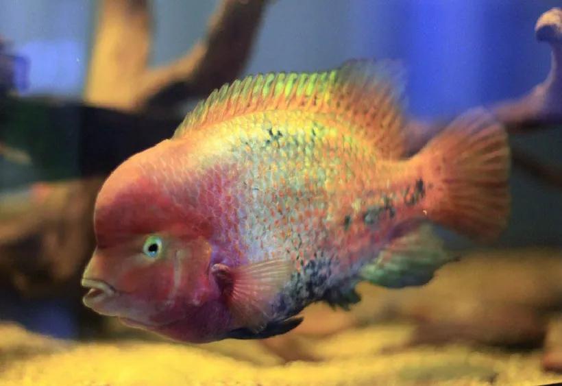 Blood parrot fish-macaw fish-rohan fish, they are all hybrids - iMedia