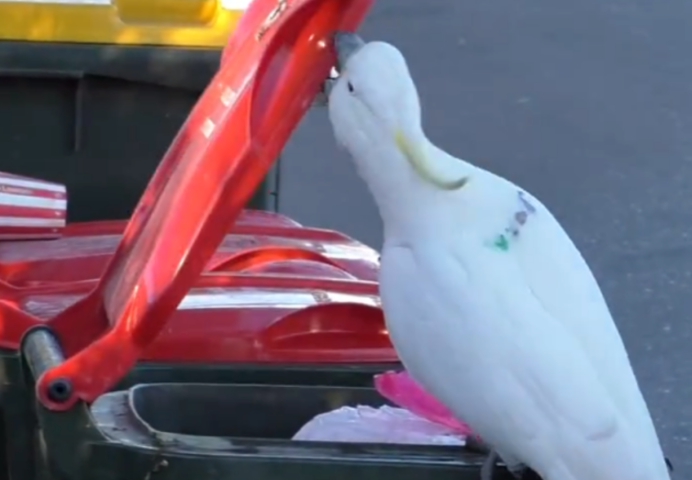 Parrots are evolving?Lorikeet learns to flip through trash cans ...