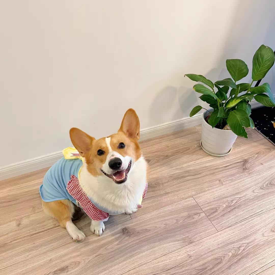 Following Xiaomi's robot dog iron egg, Xiaopeng Motors has entered the ...