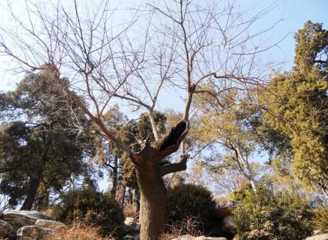 After the Qing army entered the Pass, why was the locust tree hanged by ...