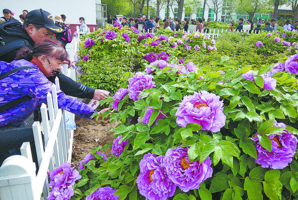 Legend has it that the "ghost flower" that grows on Huangquan Road is ...