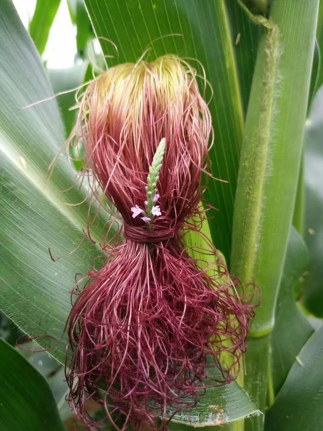 A genius girl playing bad cornfield - iMedia