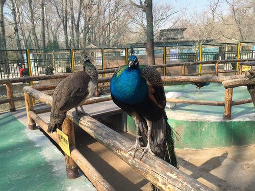 The Beijing Zoo was founded in 1906 and is the zoo with the most ...