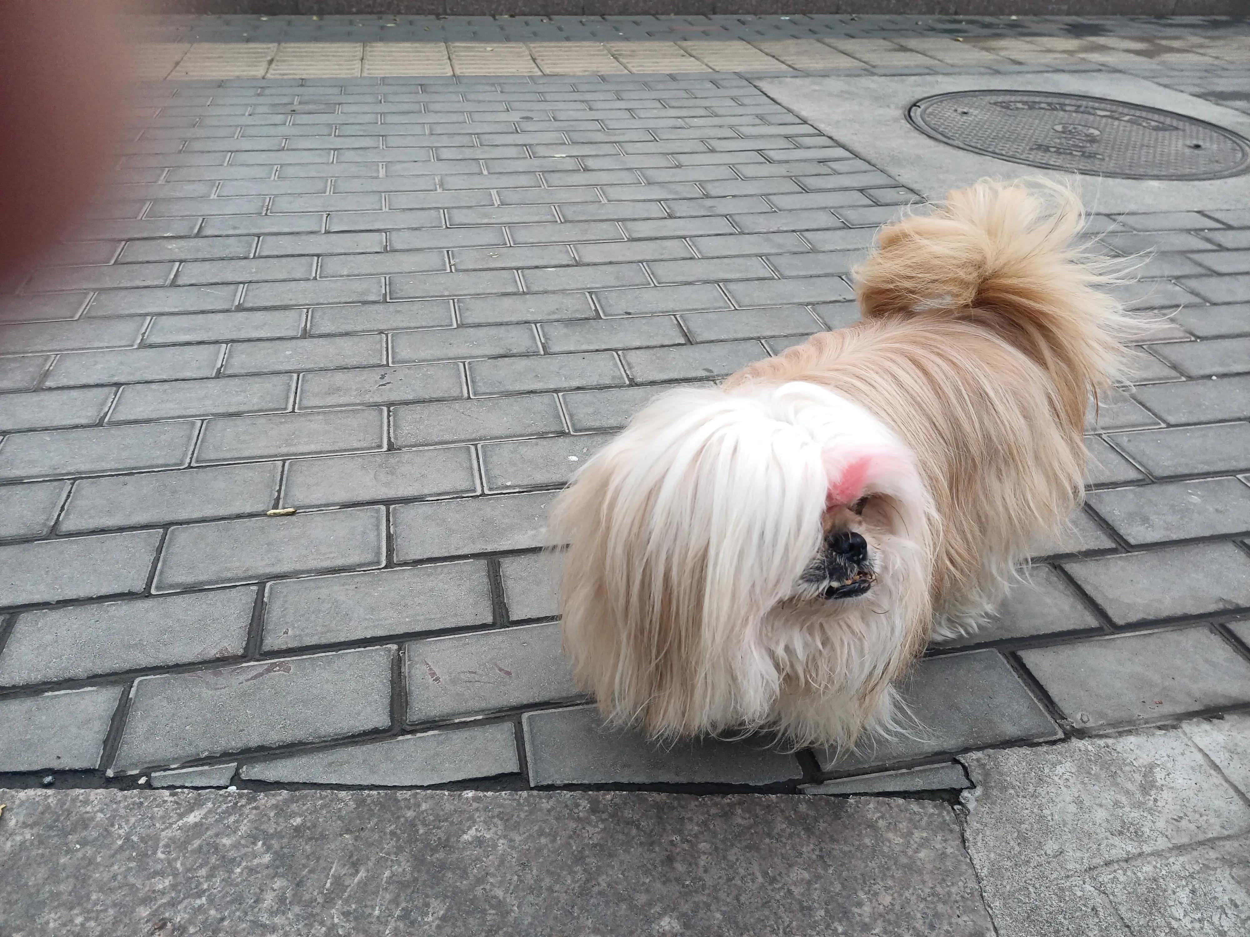 A dog breeder must be civilized, and a civilized person can raise a dog ...