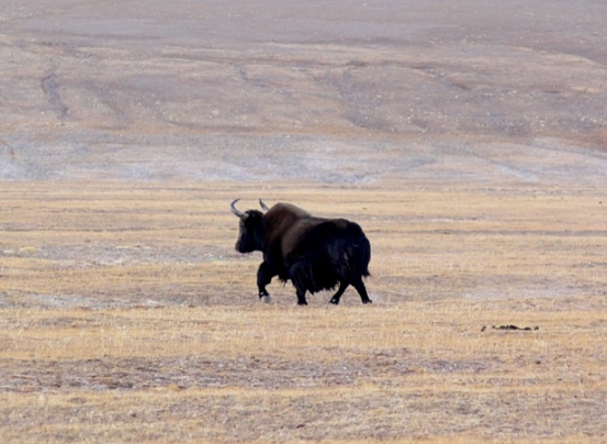 Tibetan bison, the overlord of the Qinghai-Tibet Plateau: easily topped ...