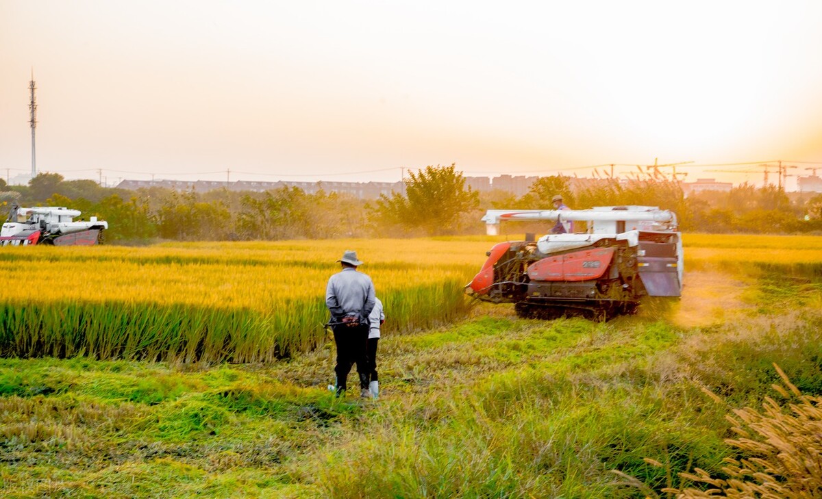 Why Japan, which has a food self-sufficiency rate of only 37%, is not ...