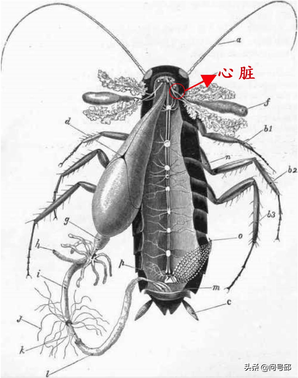 6 strange animals in the animal kingdom, they have more than one heart ...