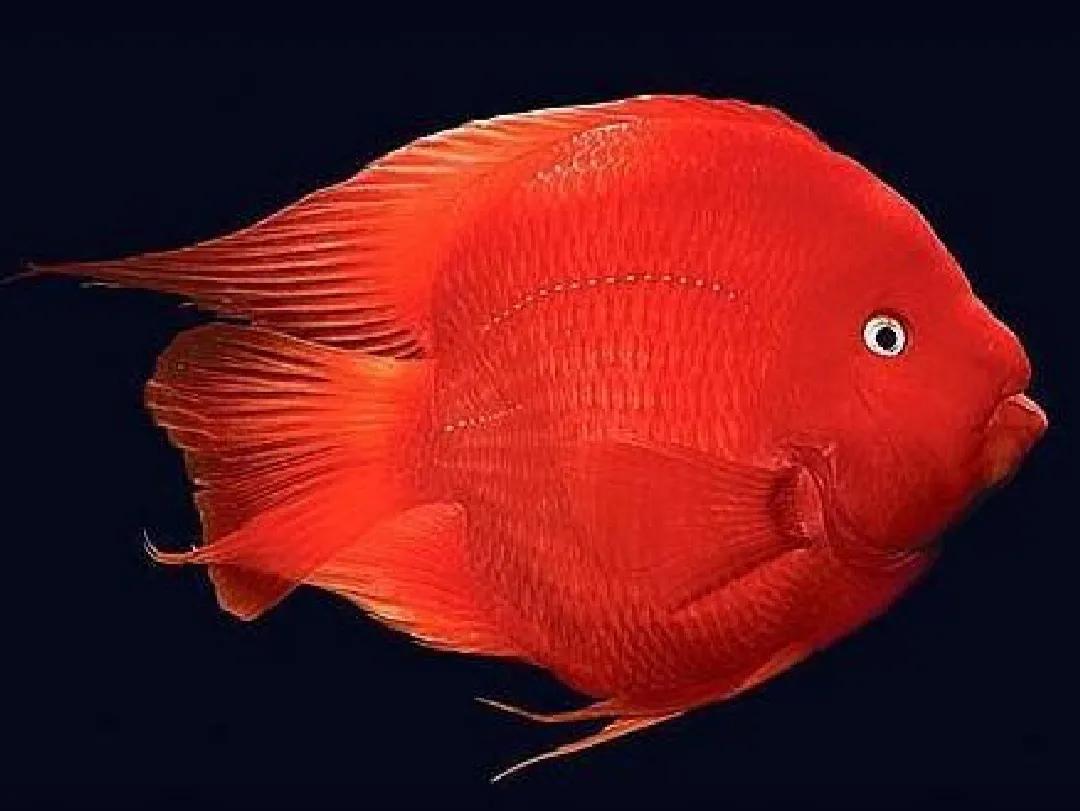 Blood parrot fish-macaw fish-rohan fish, they are all hybrids - iMedia