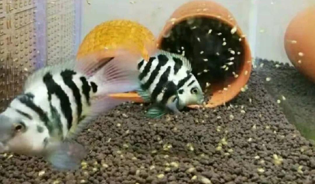 Blood parrot fish-macaw fish-rohan fish, they are all hybrids - iMedia