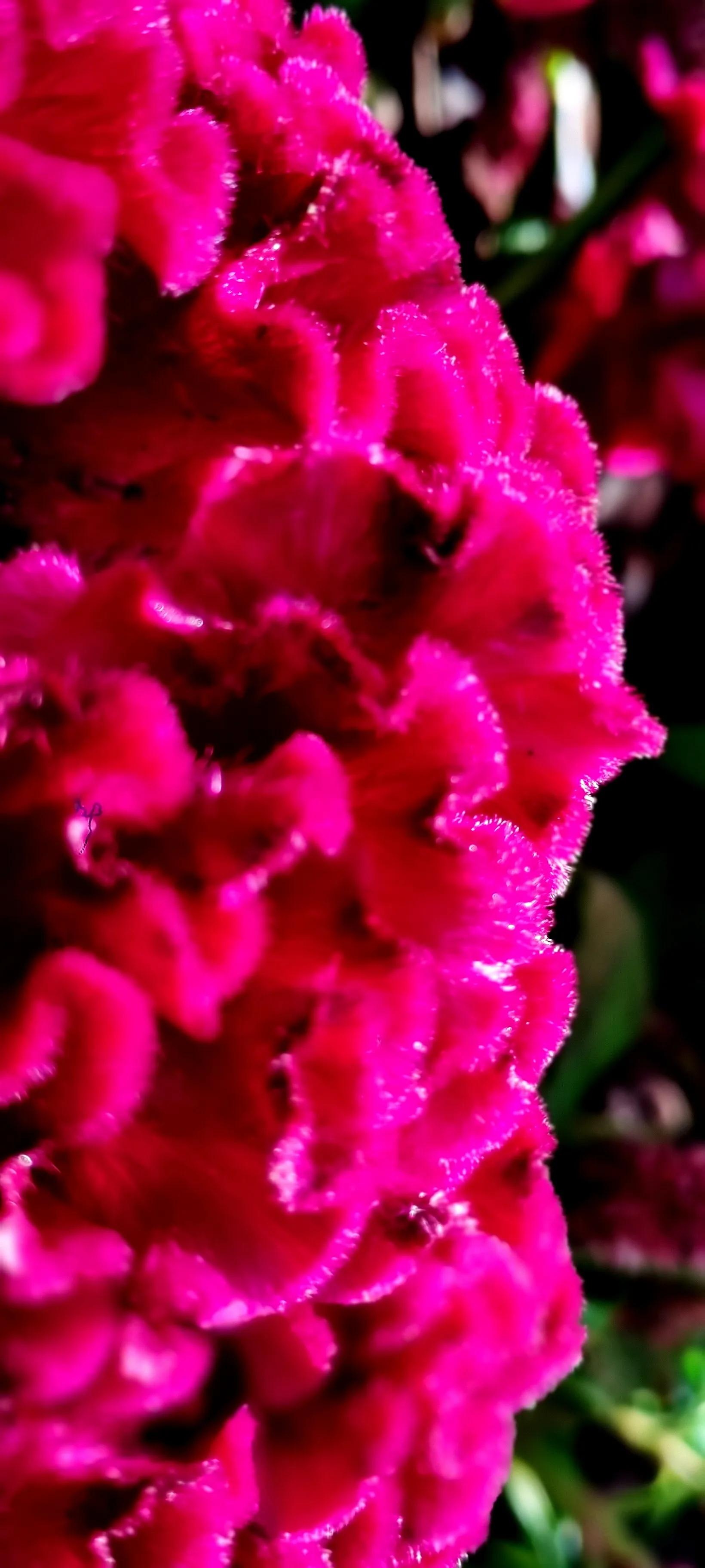 The cockscombs that can be viewed, edible and medicinal, are all ...