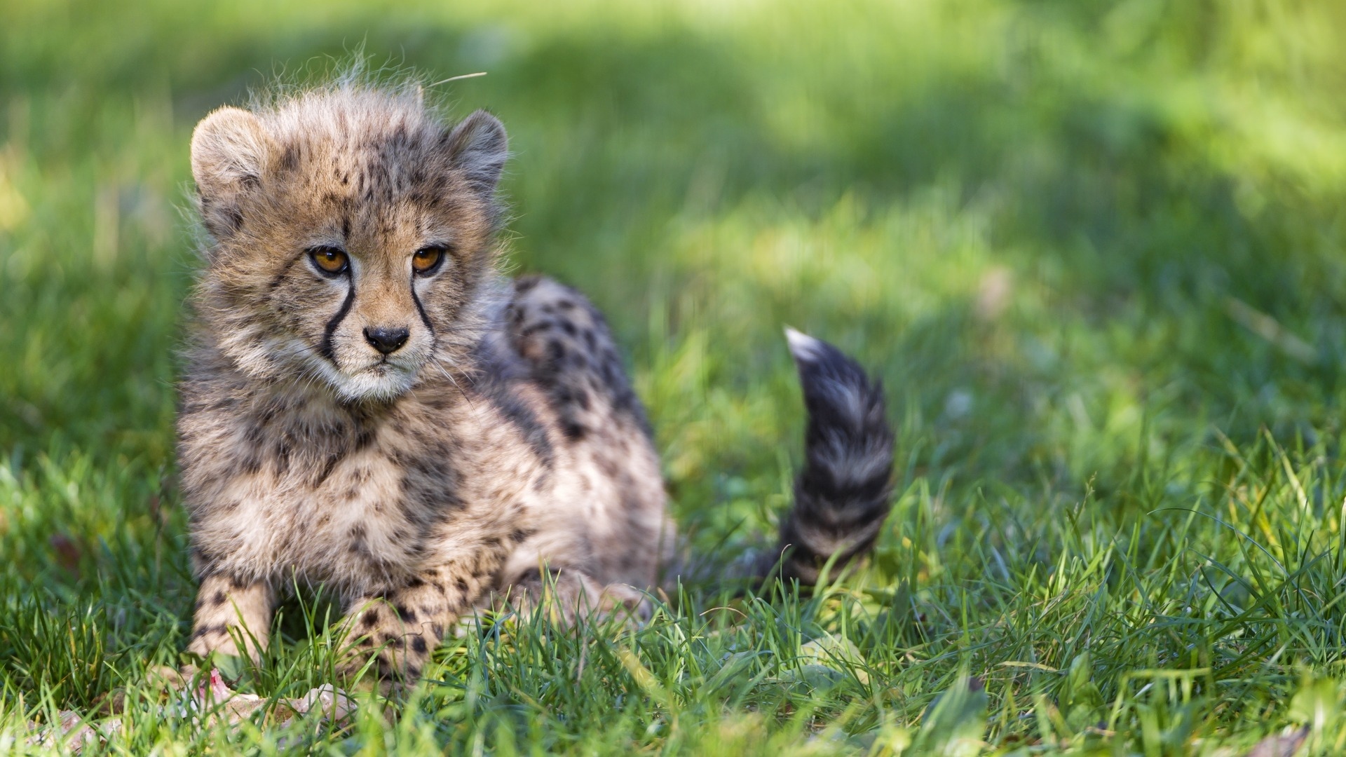 Cheetah-the killer on the prairie - iMedia