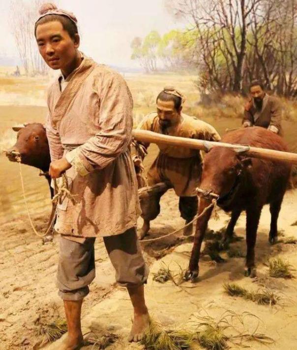 On Nanyang Yellow Cattle - iMedia