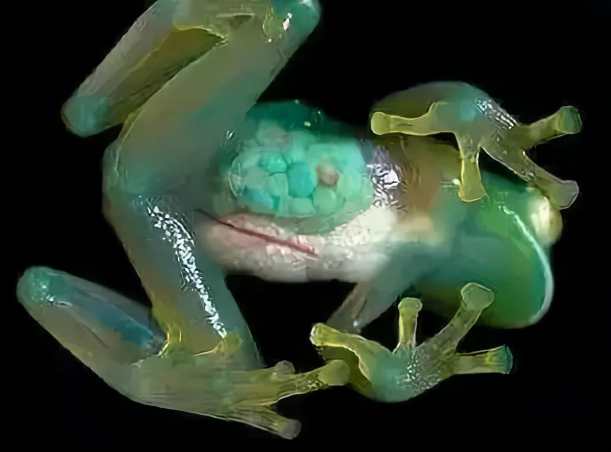 A documentary that exploded because of its beauty: a glass frog with a ...