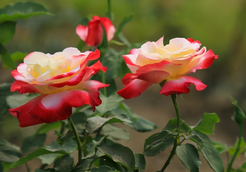 Let's grow a rose "Mei Mei" on the balcony. When the flower blooms, it ...