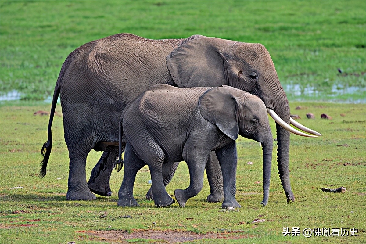 The ten strongest beasts in Africa - iMedia