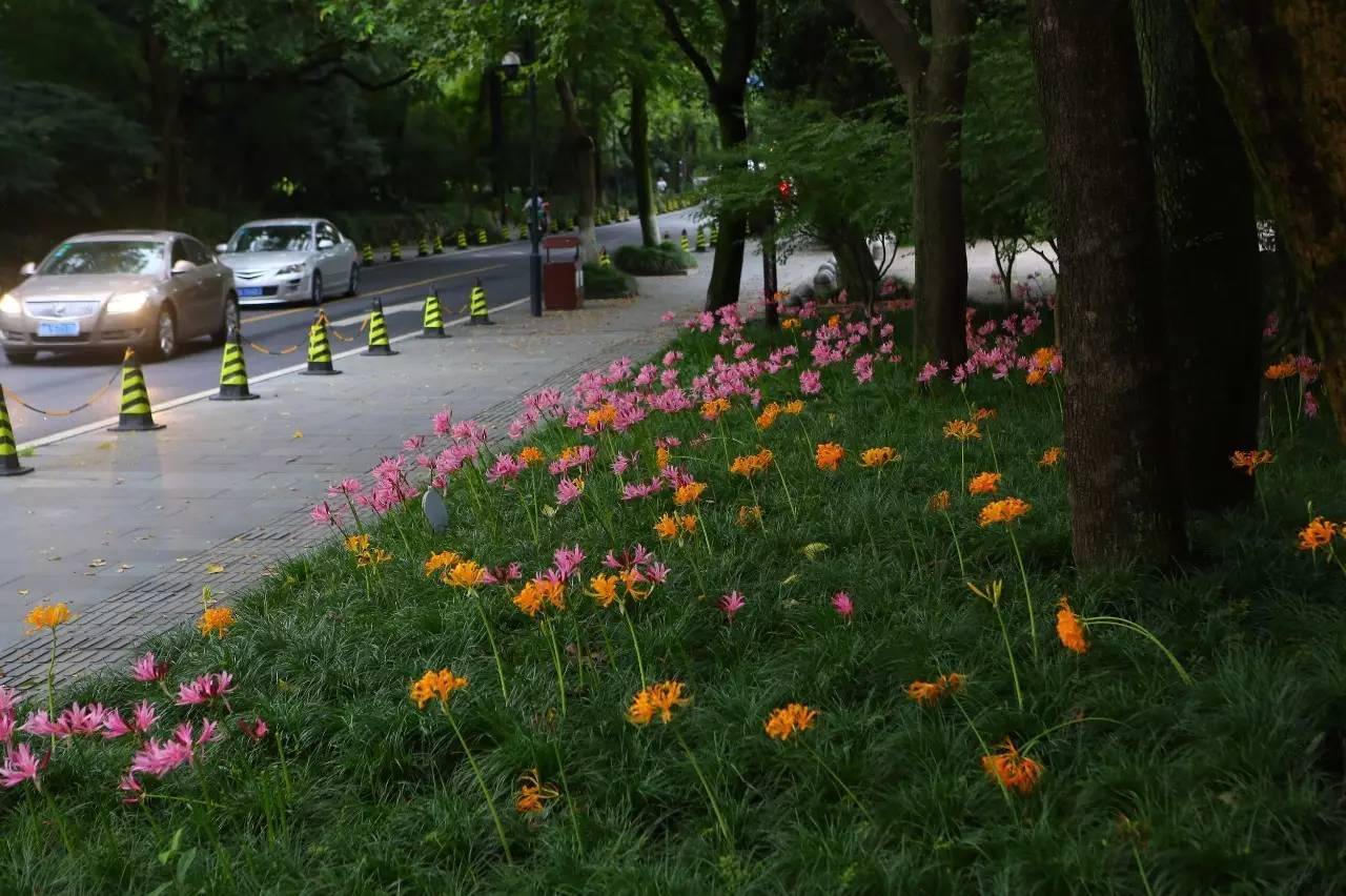 Legend has it that the "ghost flower" that grows on Huangquan Road is ...