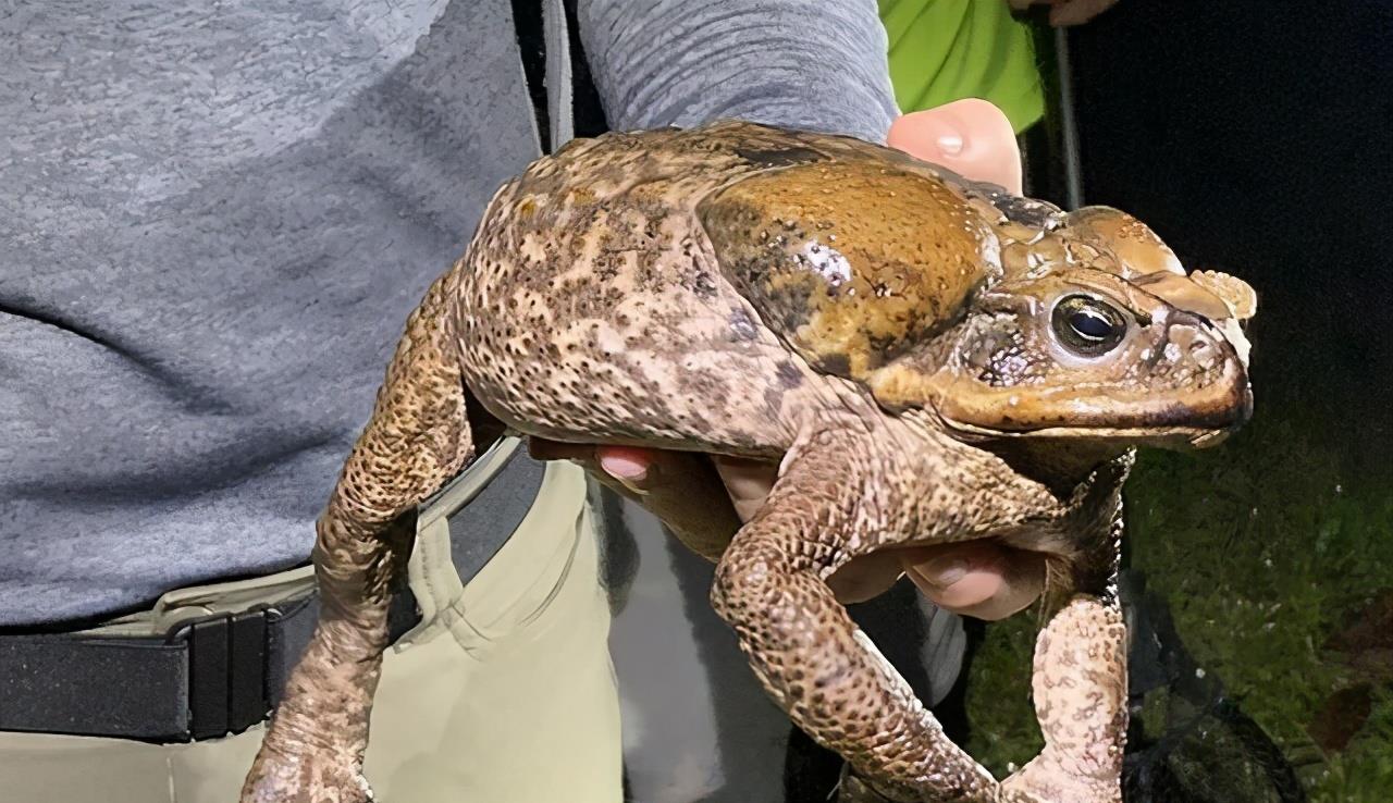Australian Toads are flooding!What magic power does the sea toad have ...