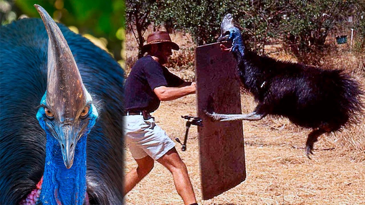 The real "killer bird" cassowary can hook out the internal organs of a ...