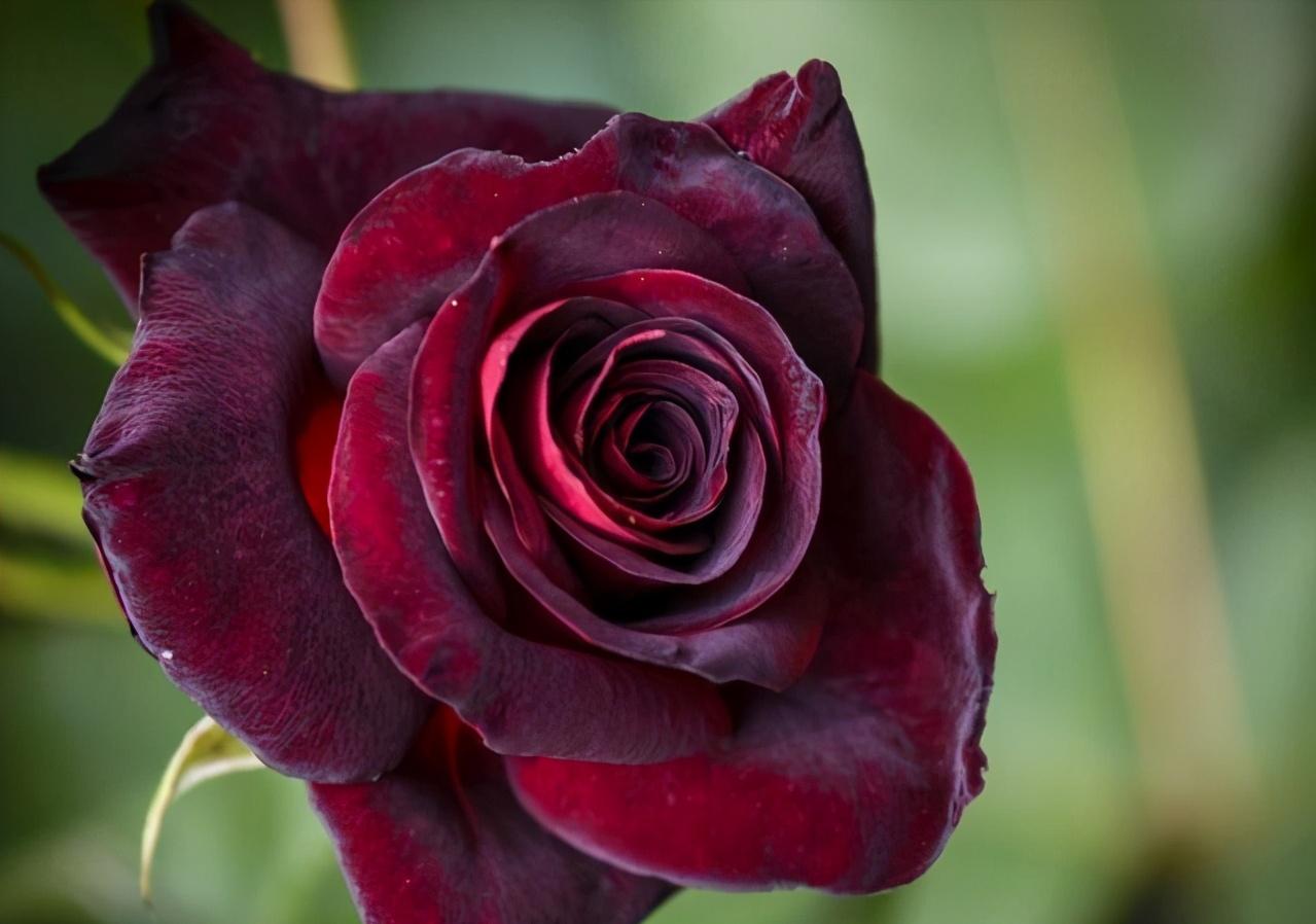 Seven classifications of rose varieties - iMedia