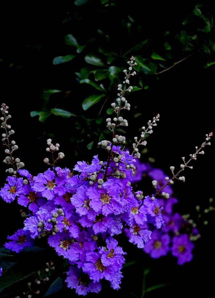 Beautiful arbor flowers ~ Lagerstroemia indica - iMedia