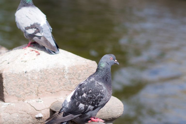 How does one eye cold in racing pigeons cause - iMedia
