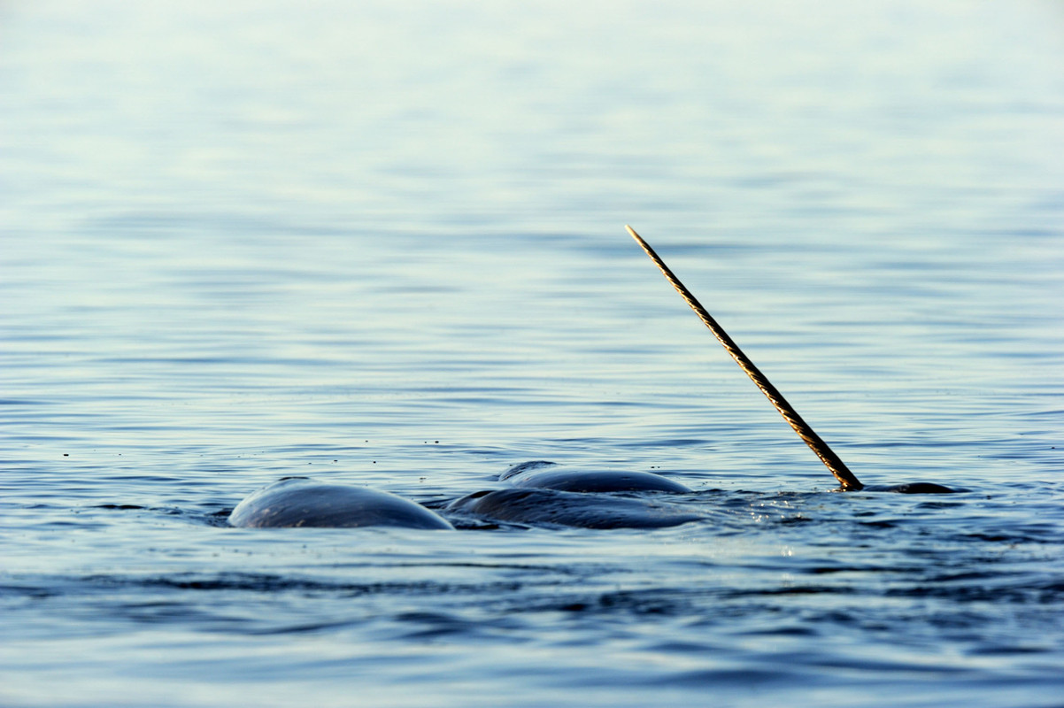 The "most arrogant animal" in the world has teeth more expensive than ...