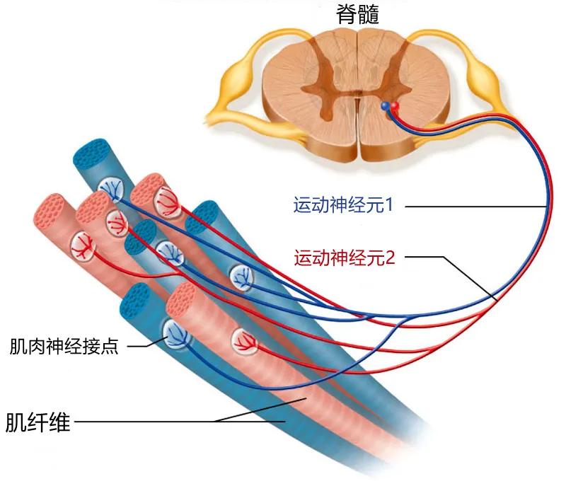Regarding the size principle, muscle recruitment and nerve activation ...