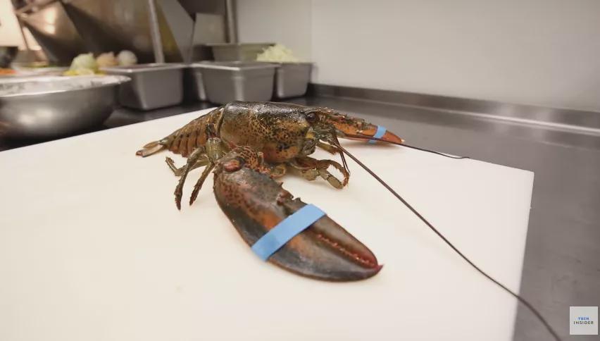 Afraid of lobster pain!The UK plans to ban the cooking of live lobsters ...